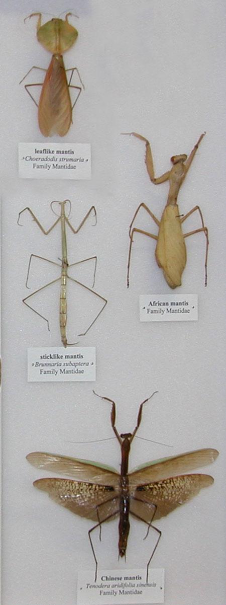 Mantodea | Insect Orders | 4-H and Youth | Extension | Entomology ...