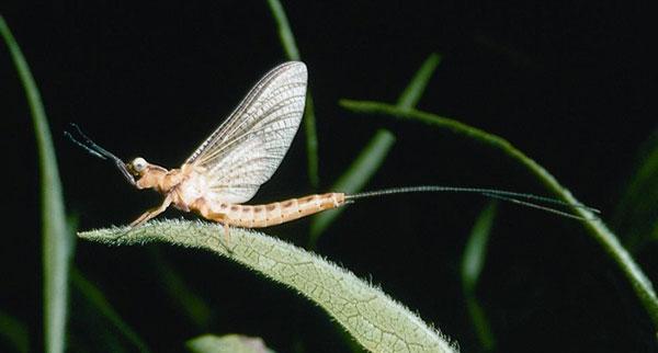 Ephemeroptera | Insect Orders | 4-H and Youth | Extension | Entomology ...