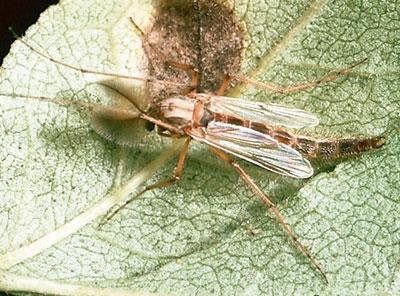 Diptera | Insect Orders | 4-H and Youth | Extension | Entomology ...