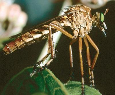 Diptera | Insect Orders | 4-H and Youth | Extension | Entomology ...