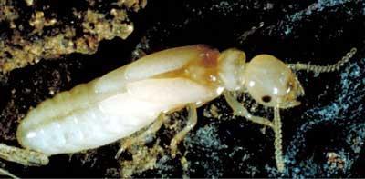 Isoptera | Insect Orders | 4-H and Youth | Extension | Entomology ...