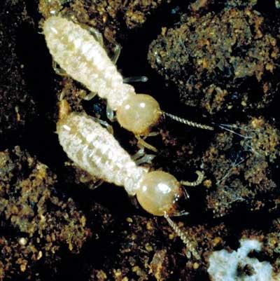 Isoptera | Insect Orders | 4-H and Youth | Extension | Entomology ...