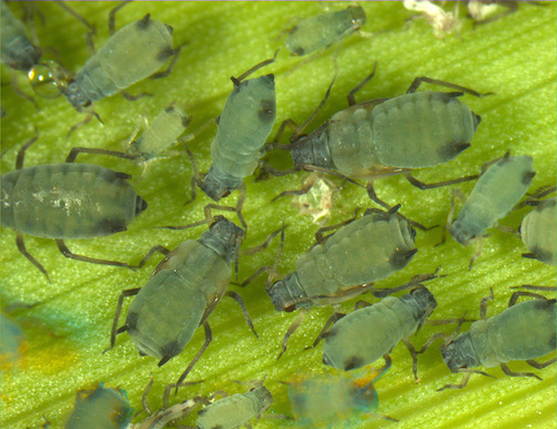 CLA | Sorghum | Crop Pests | Insect Information | Extension ...