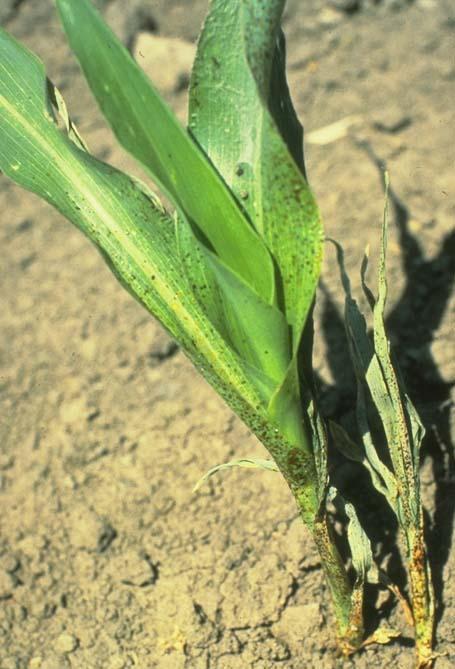 FalseChinchBug | Sorghum | Crop Pests | Insect Information | Extension ...