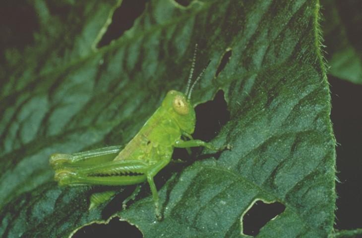 Grasshoppers | Soybeans | Crop Pests | Insect Information | Extension ...