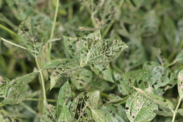 GCW | Soybeans | Crop Pests | Insect Information | Extension ...