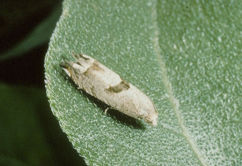 Sunflower Bud Moth | Sunflowers | Crop Pests | Insect Information ...