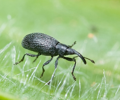 Black Stem Weevil | Sunflowers | Crop Pests | Insect Information ...