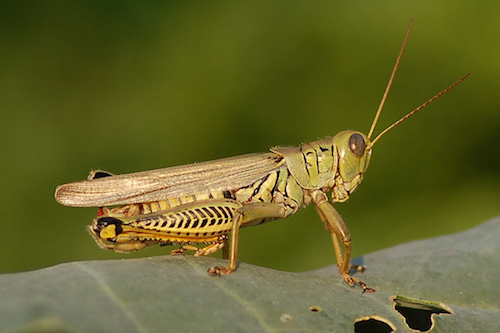 Grasshoppers | Sunflowers | Crop Pests | Insect Information | Extension ...