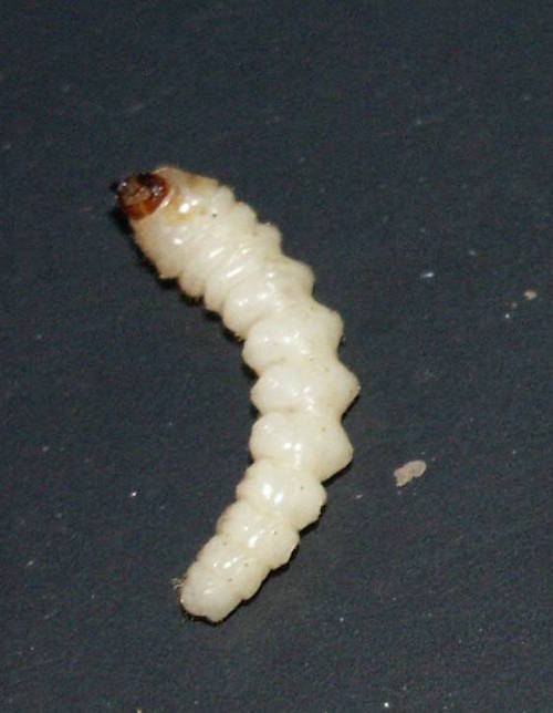 Dectes Stem Borer | Sunflowers | Crop Pests | Insect Information ...