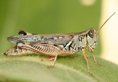 Grasshoppers | Sunflowers | Crop Pests | Insect Information | Extension ...