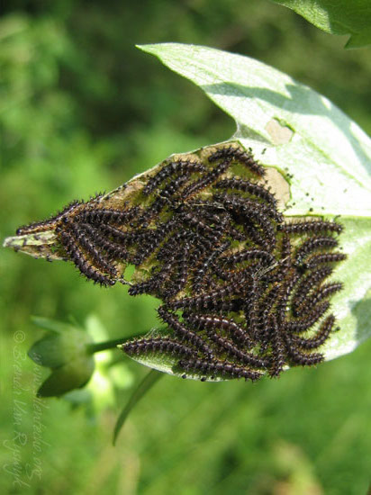 Silvery Checkerspot | Sunflowers | Crop Pests | Insect Information ...