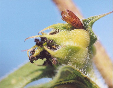 Sunflower Bud Moth | Sunflowers | Crop Pests | Insect Information ...