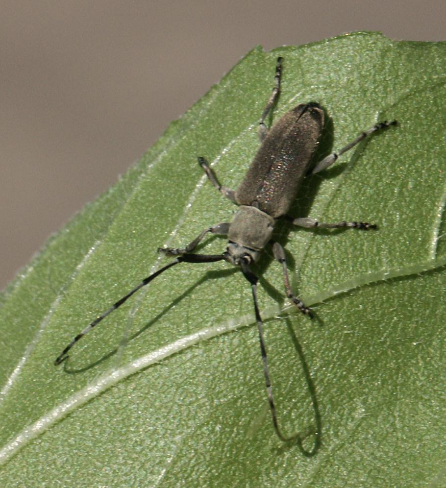 Dectes Stem Borer | Sunflowers | Crop Pests | Insect Information ...