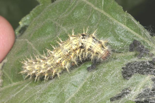 Painted Lady Caterpillar | Sunflowers | Crop Pests | Insect Information ...