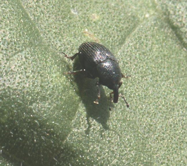 Sunflower Root Weevil | Sunflowers | Crop Pests | Insect Information ...