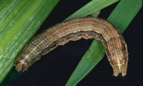 FallArmyworm | Wheat | Crop Pests | Insect Information | Extension ...