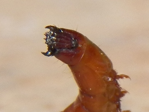 Wireworms | Wheat | Crop Pests | Insect Information | Extension ...