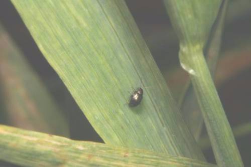 FleaBeetles | Wheat | Crop Pests | Insect Information | Extension ...