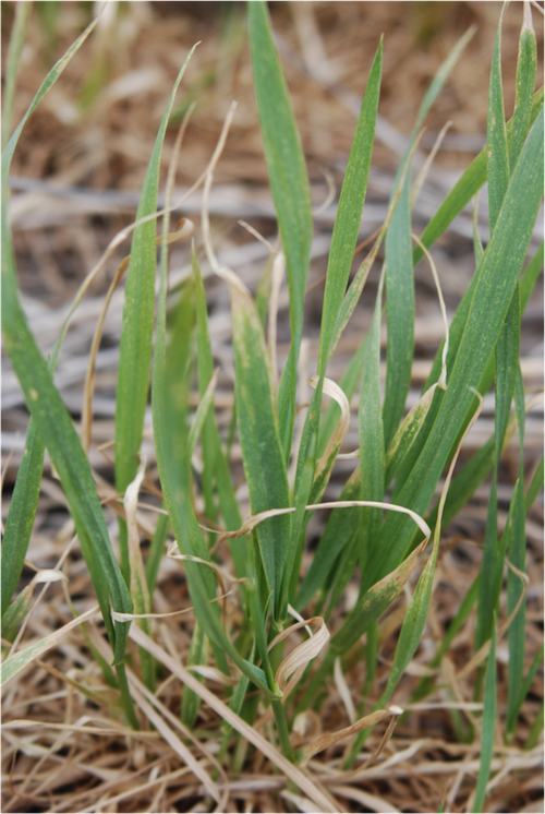 Winter Grain Mite | Wheat | Crop Pests | Insect Information | Extension ...