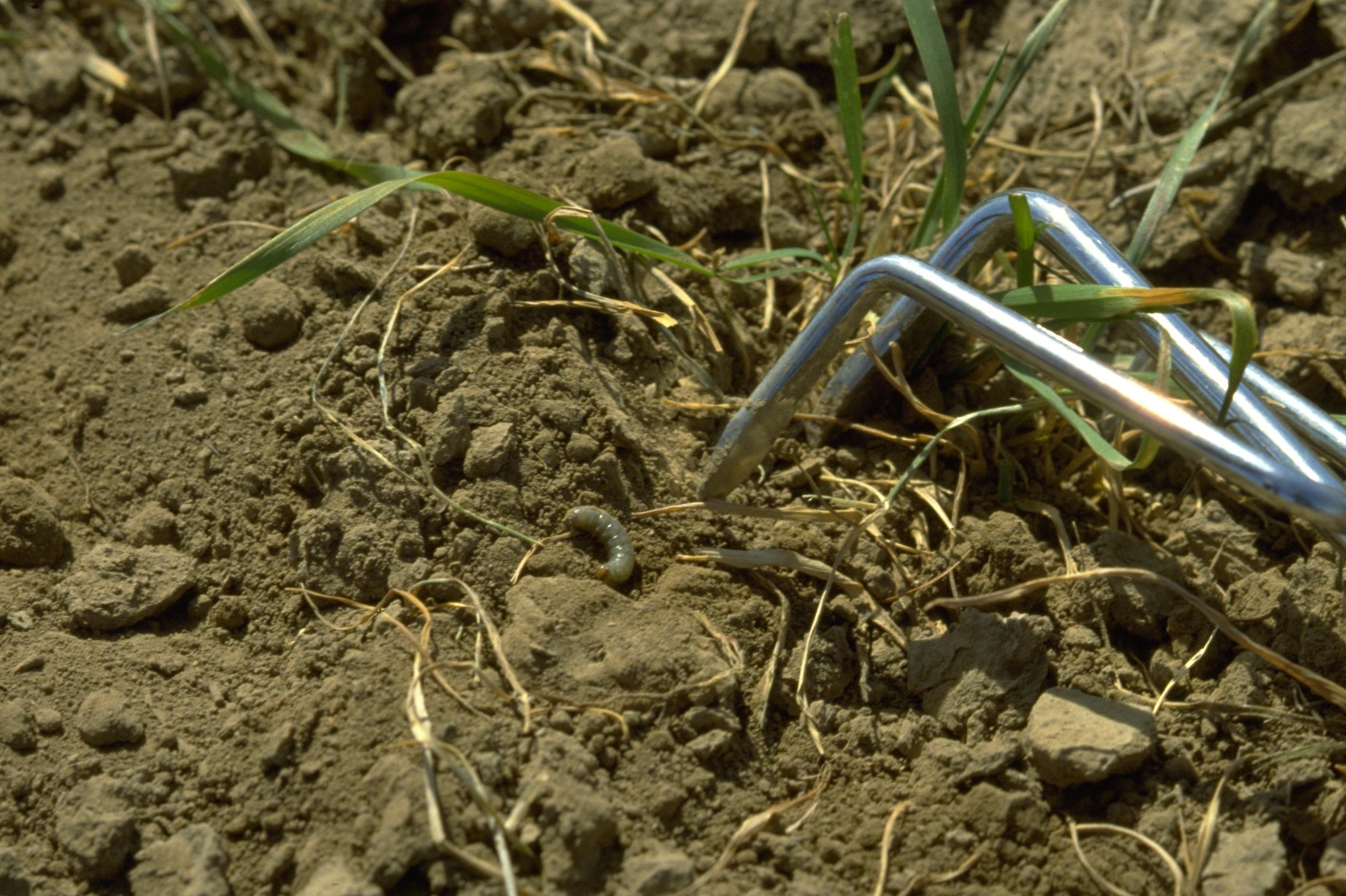 PaleWestern | Wheat | Crop Pests | Insect Information | Extension ...