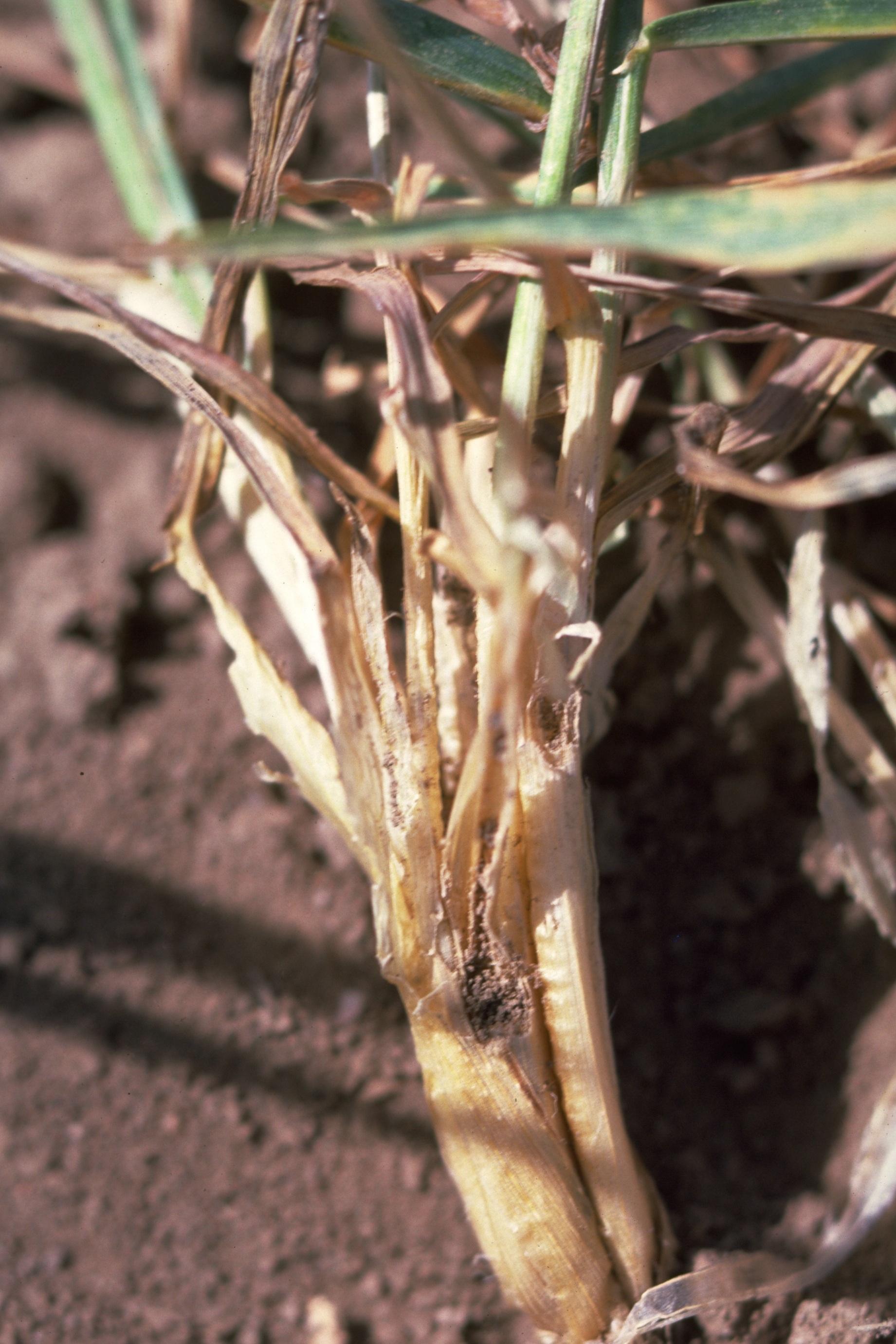 PaleWestern | Wheat | Crop Pests | Insect Information | Extension ...