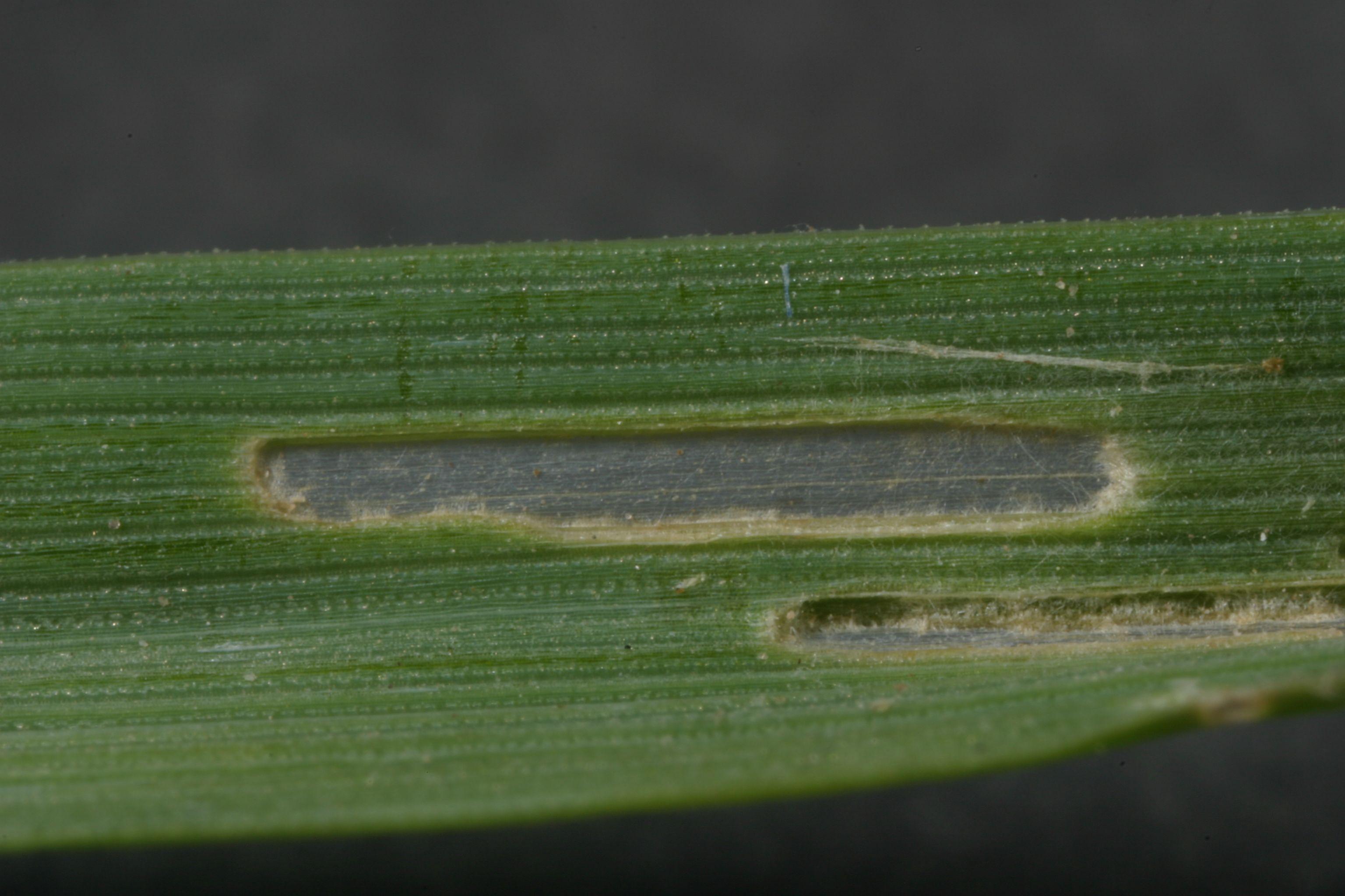 FallArmyworm | Wheat | Crop Pests | Insect Information | Extension ...
