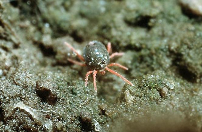 Winter Grain Mite | Wheat | Crop Pests | Insect Information | Extension ...